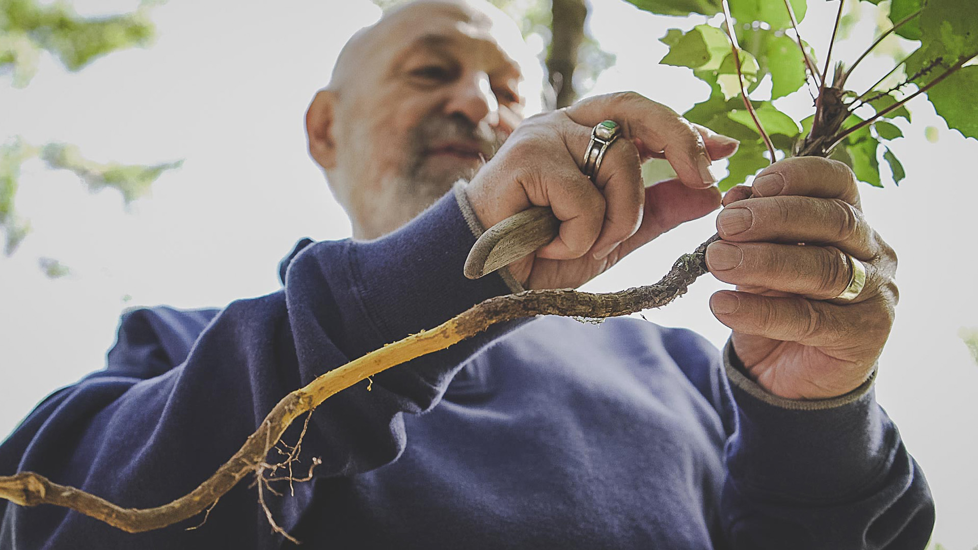 Salal, Cedar and Spruce: A Journey with Salish Plant and Medicine ...
