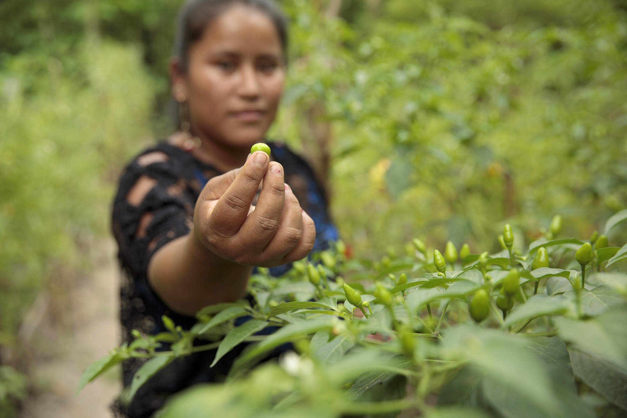 The Role of Women in Traditional Medicine: A Call for Papers - Center ...